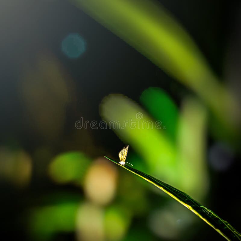 Small Butterflies are Playing at Night Stock Image - Image of night ...