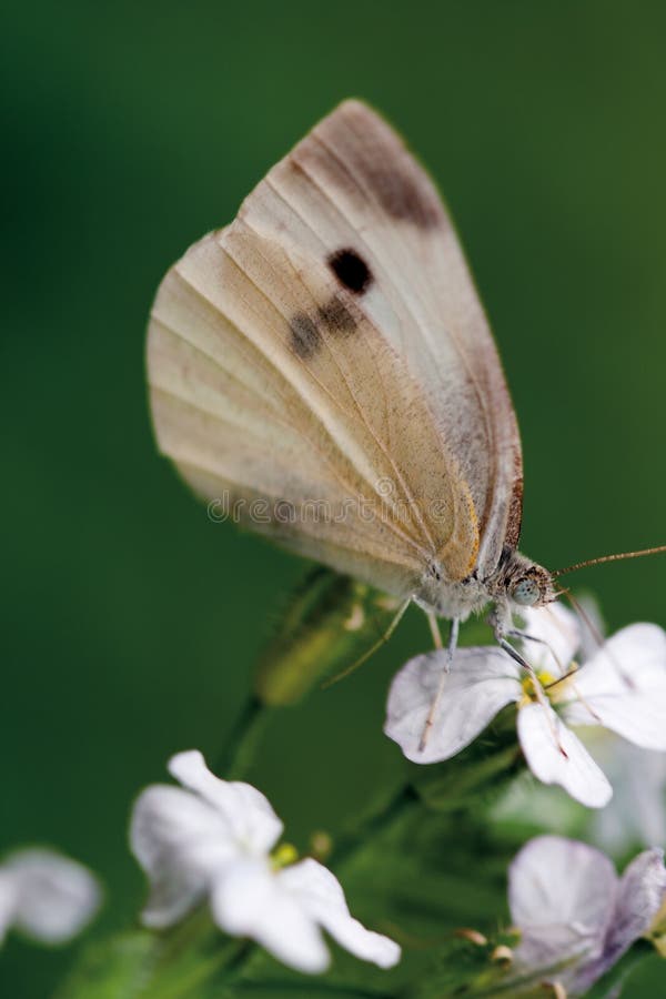 Small butterfly stock photo. Image of small, white, macro - 17389982