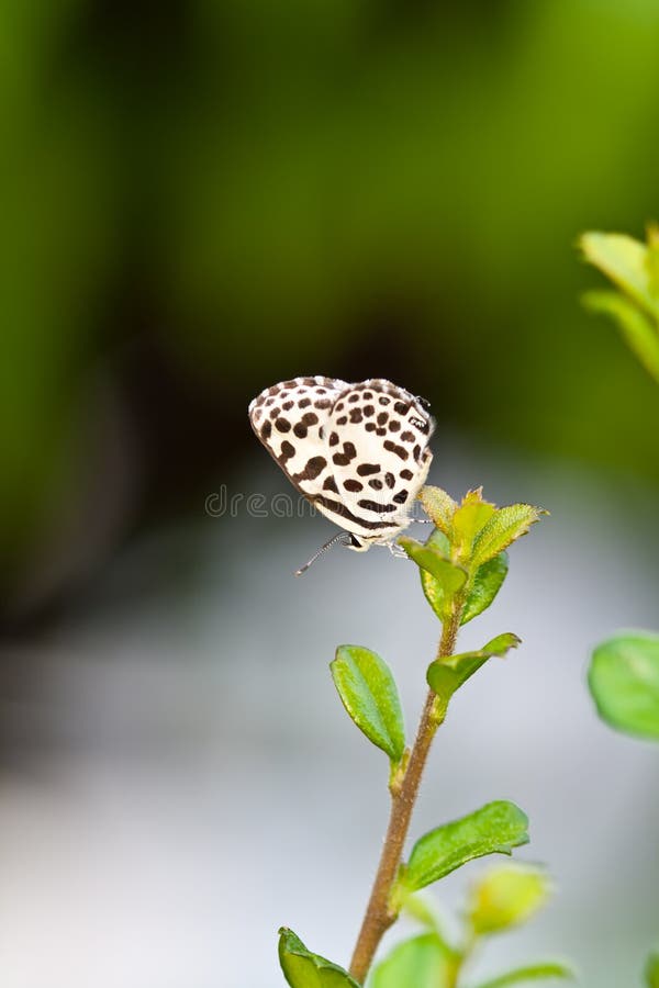 A small butterfly stock image. Image of bright, life - 22139447