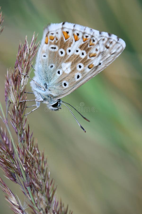 A small butterfly stock photo. Image of small, work - 122658566