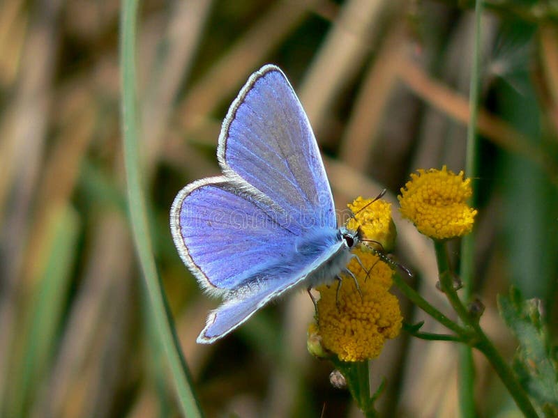Small Butterfly Close-up on Blurred Background in Spring Season Stock ...