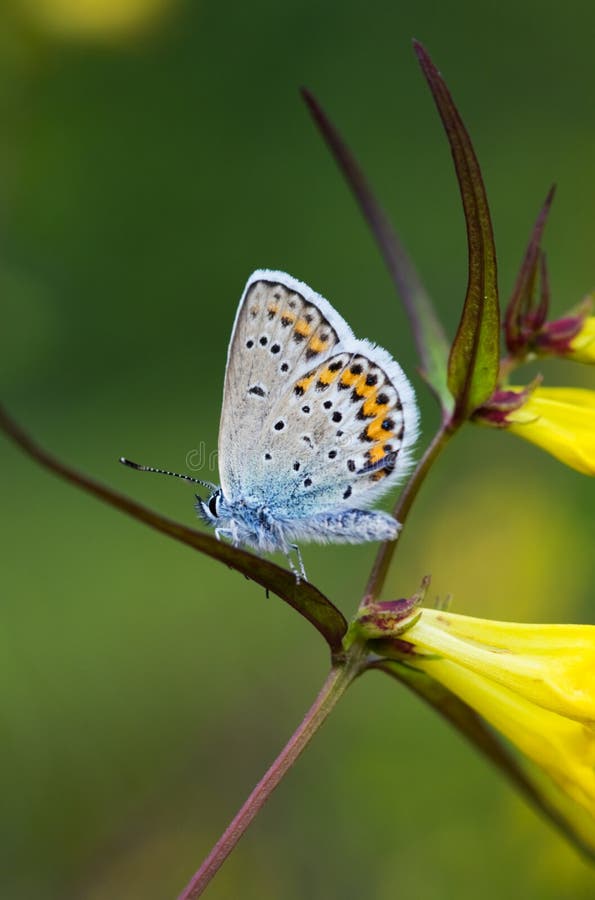 A small butterfly stock photo. Image of small, work - 122658566