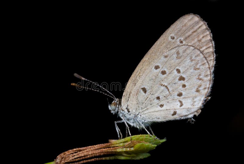 A small butterfly stock image. Image of wing, animal, wilderness - 9667679