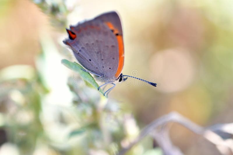 A Small Butterfly with Beautiful Colors Stock Image - Image of balance ...