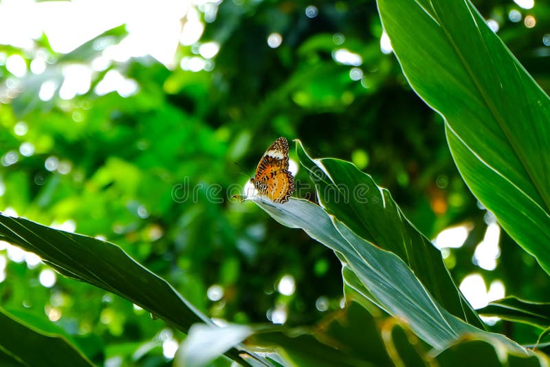 Small Butterfly on Big Leaves Stock Image - Image of attractive, small ...
