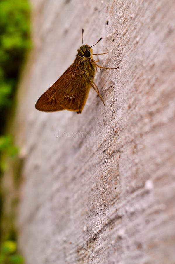 Butterflies Captured Using a Camera Stock Photo - Image of bright ...