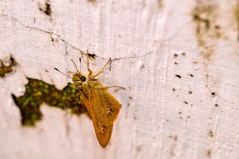 Butterflies Captured Using a Camera Stock Image - Image of wildlife ...