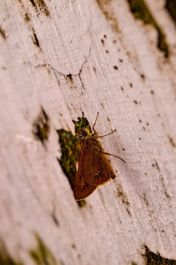 Butterflies Captured Using a Camera Stock Image - Image of butterflies ...