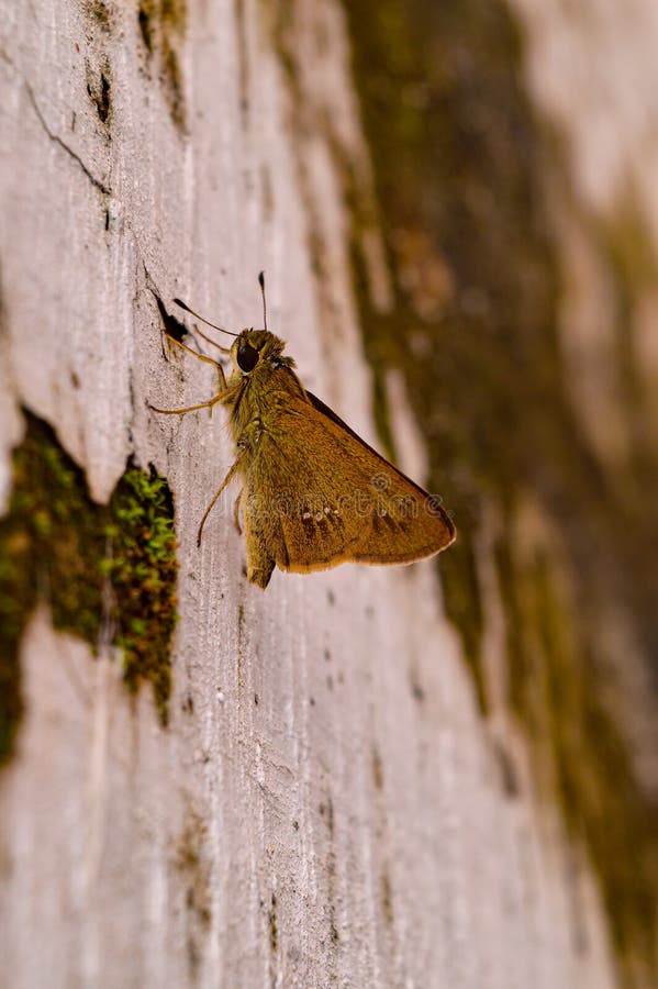 Butterflies Captured Using a Camera Stock Photo - Image of tree ...