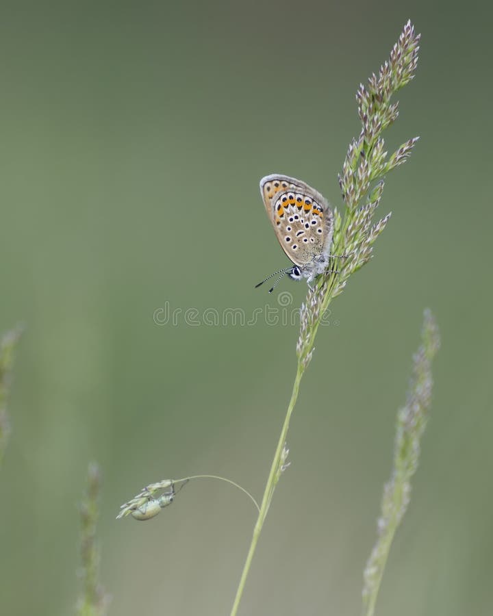 Small Butterfly Close-up on Blurred Background in Spring Season Stock ...