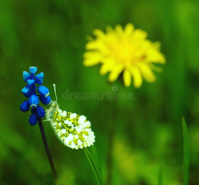 Small Butterfly in the Flower Stock Image - Image of wildflower, herb ...