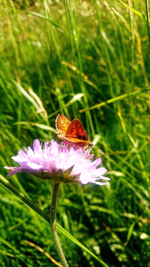 Small Butterfly on a Flower Stock Image - Image of lawn, plant: 222341705