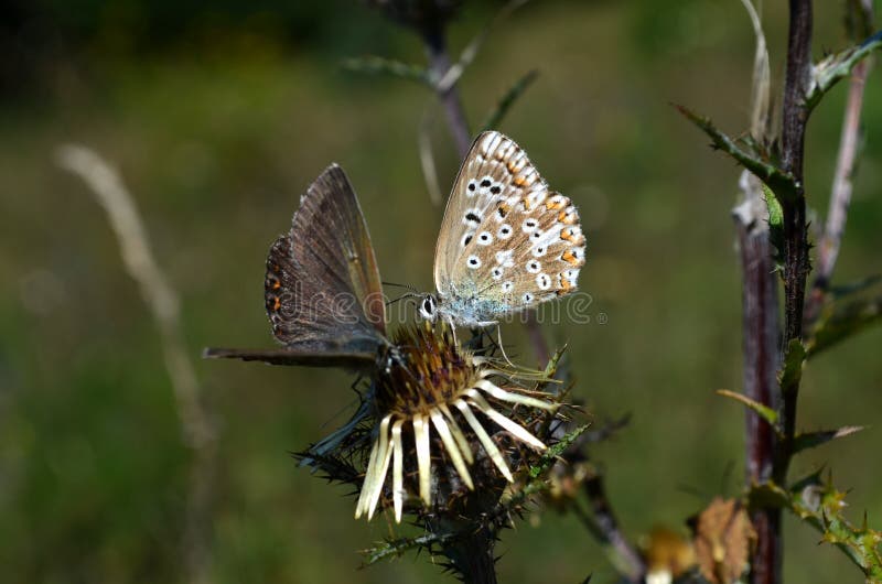 Small butterfly on flower stock image. Image of black - 47739803