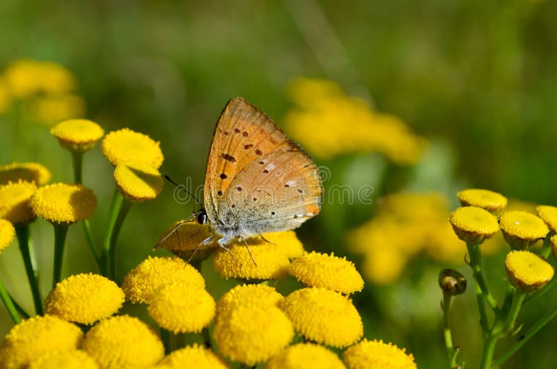 Small butterfly on flower stock image. Image of butterflys - 47739839