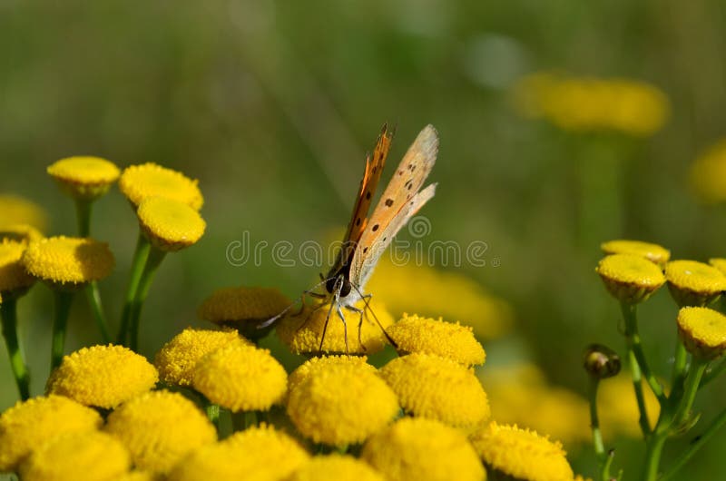 List Butterflys Stock Photos - Free & Royalty-Free Stock Photos from ...