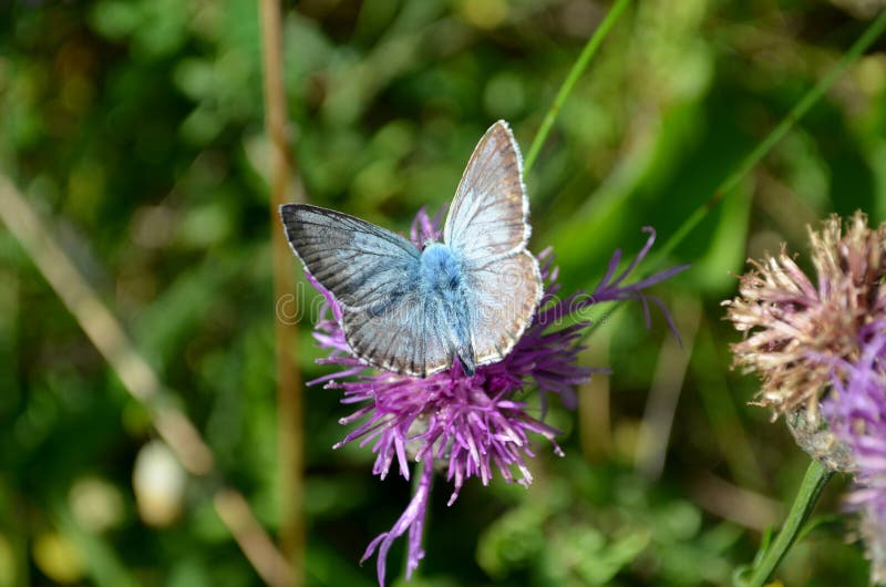 Small butterfly on flower stock photo. Image of close - 47739892