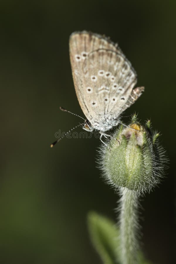 Small butterfly stock photo. Image of butterfly, forest - 141302502