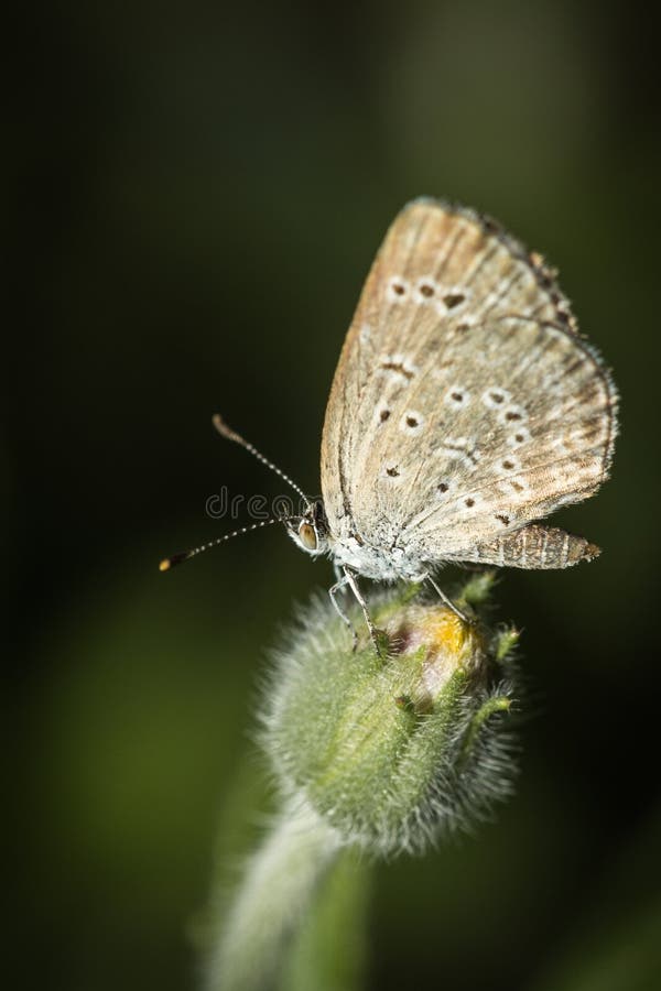 Small butterfly stock image. Image of oriental, green - 141303063
