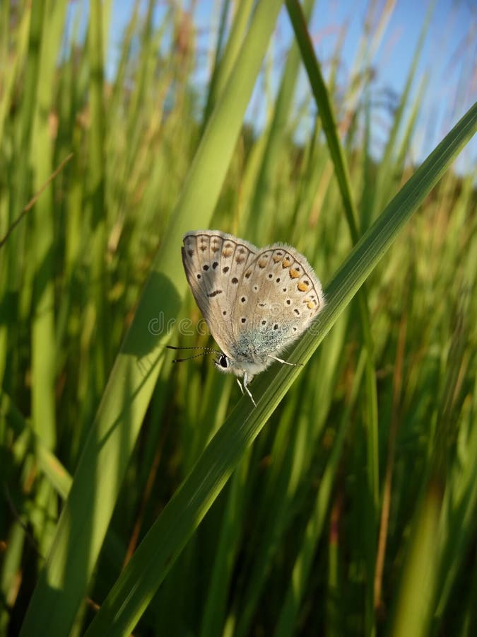 Small Butterfly with Spots on Wings Stock Image - Image of animal ...