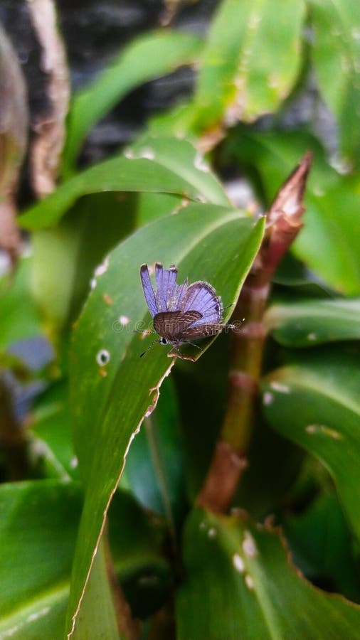 This Small Butterfly is Known As the Smooth Rambur Butterfly (Jamides ...