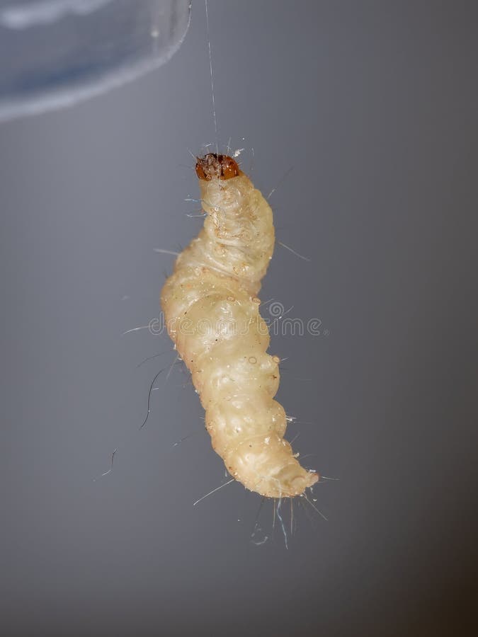 Small Butterfly larva stock image. Image of caterpillars - 226436087
