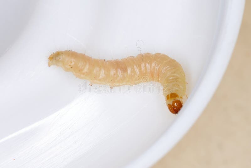 Small Butterfly larva stock image. Image of larva, pests - 226436091