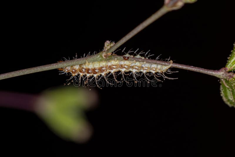 Small Butterfly larva stock photo. Image of nature, insects - 231750512