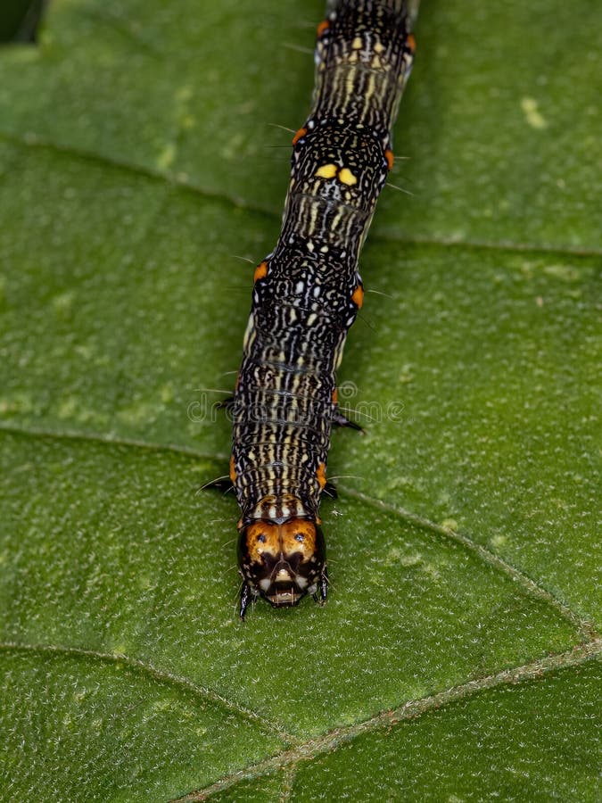 Small Butterfly larva stock image. Image of wildlife - 232804043