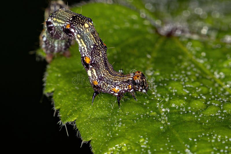 Small Butterfly larva stock image. Image of insects - 238163601