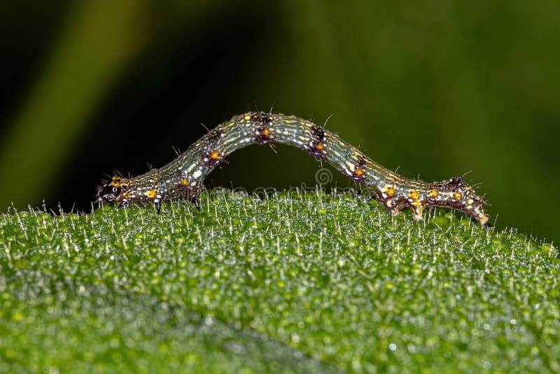 Small Butterfly larva stock image. Image of macro, caterpillars - 238163609
