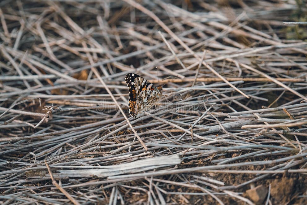 Small Butterfly & X28;Lepidoptera& X29; on Tiny Wood Sticks on the ...