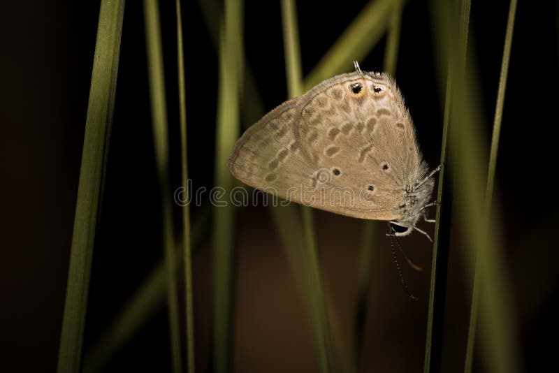 The small butterfly stock photo. Image of jungle, life - 153660468