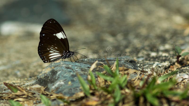 Small butterfly stock photo. Image of greenery, macro - 141303020