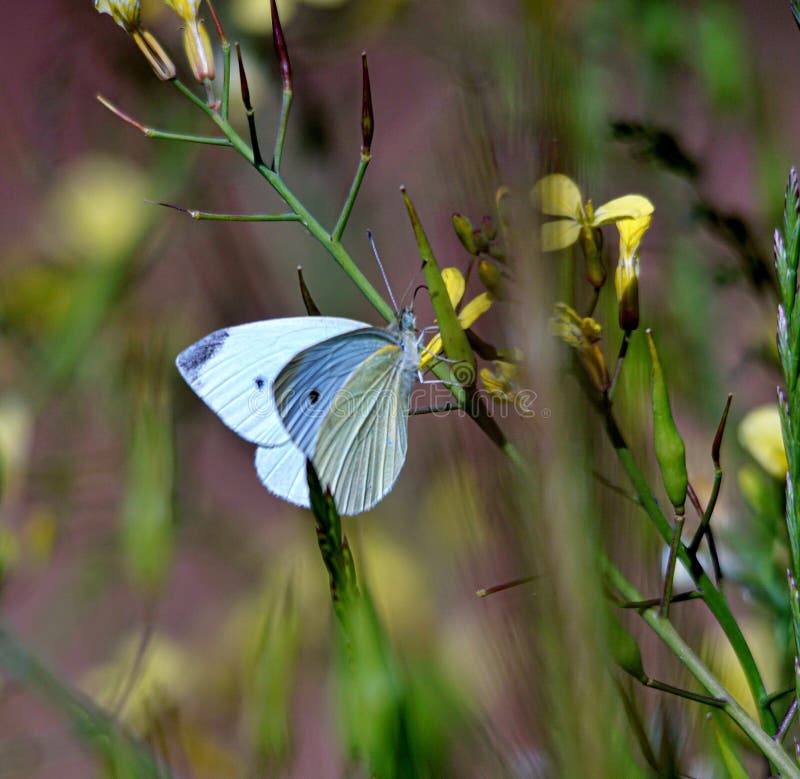 Small Butterfly on a Plant. Nature and Animals Concept . Stock Photo ...