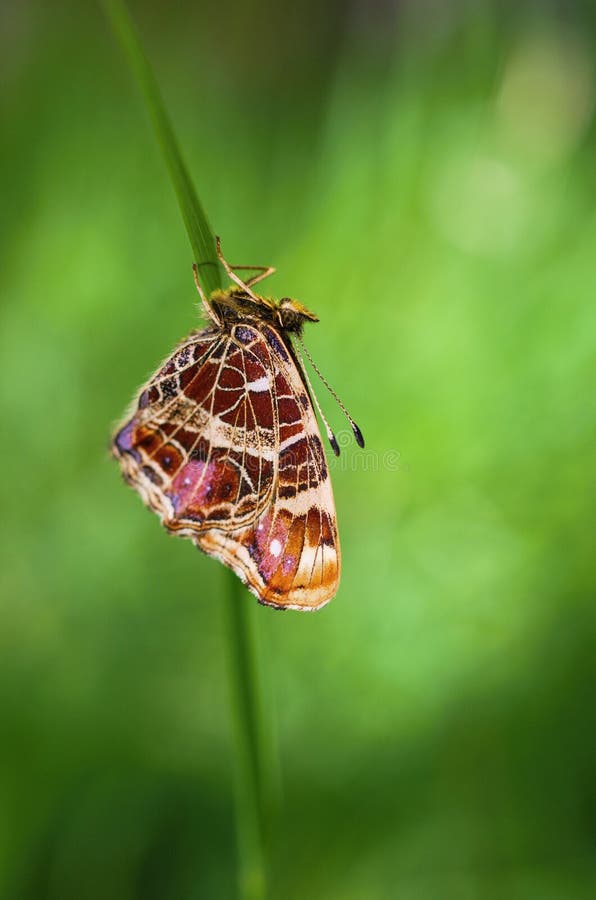A small butterfly stock photo. Image of small, work - 122658566