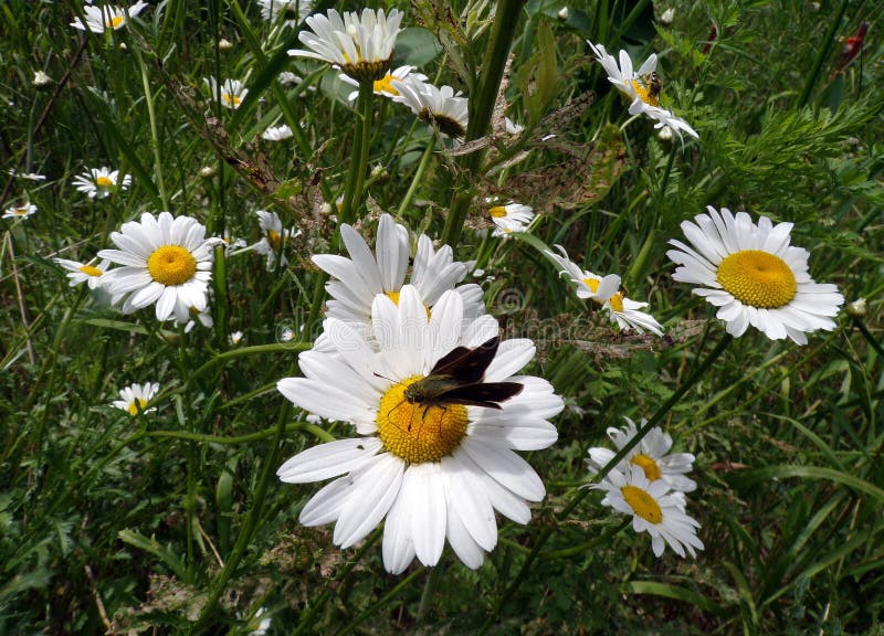 Butterfly on Daisy stock image. Image of white, flower - 251828763