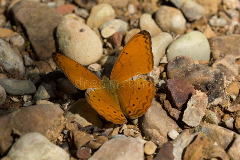Small butterfly. stock image. Image of macro, alive - 119802989