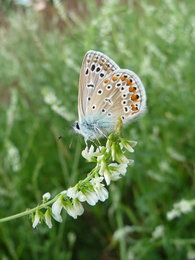 Small Butterfly with Spots on Wings Stock Image - Image of animal ...