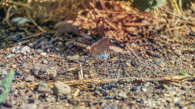 Tiny butterfly stock photo. Image of cute, animal, butterfly - 100955522
