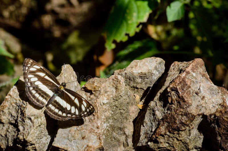 Small Orange Butterfly Stay on Rock Stock Image - Image of pattern ...