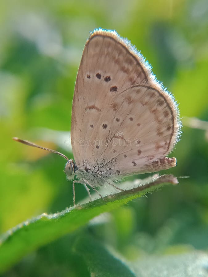 Small Butterfly Sun Bathing in the Leaf Stock Image - Image of animal ...
