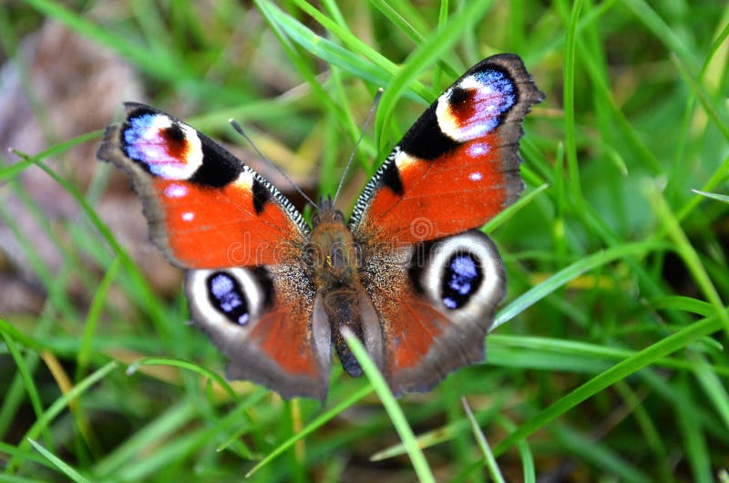 List Butterflys Stock Photos - Free & Royalty-Free Stock Photos from ...