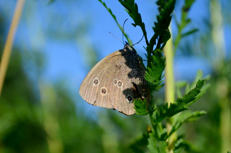 Small butterfly stock photo. Image of nature, butterflys - 47739868