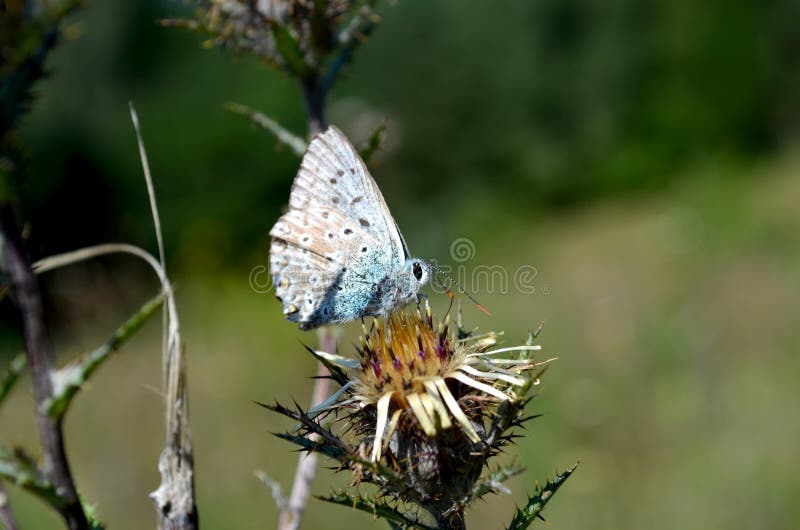 Small butterfly stock photo. Image of lycaena, close - 47739886
