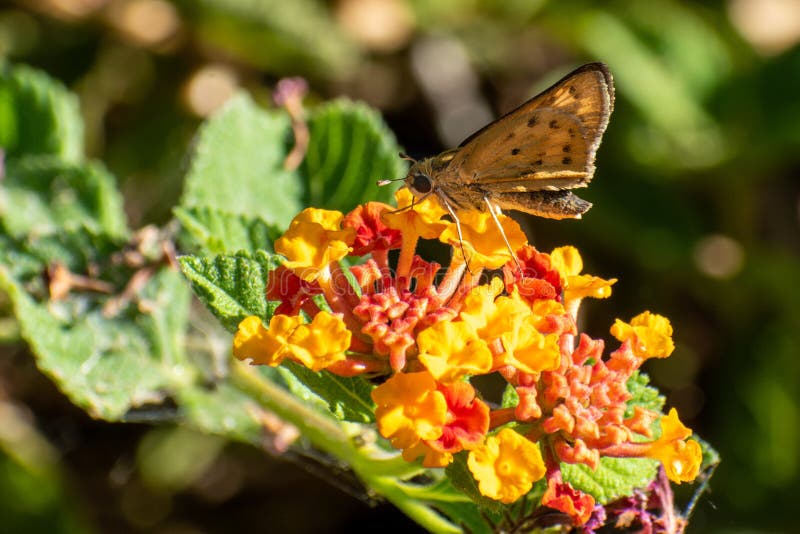 Small Butterfly on Tiny Flowers Stock Photo - Image of small, bunch ...