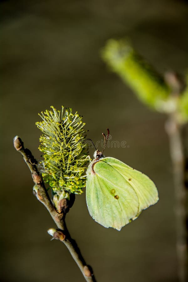 Butterfly on a tree stock photo. Image of garden, environment - 178468430