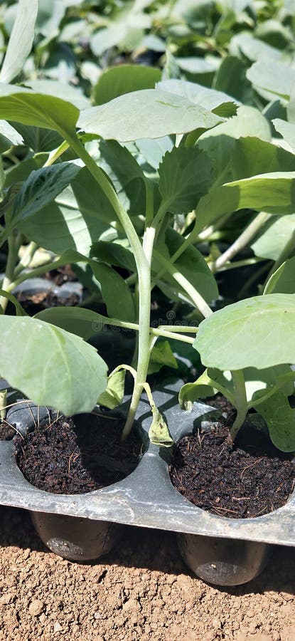 Small Cabbage Plants for Cultivation Purpose Stock Photo - Image of ...