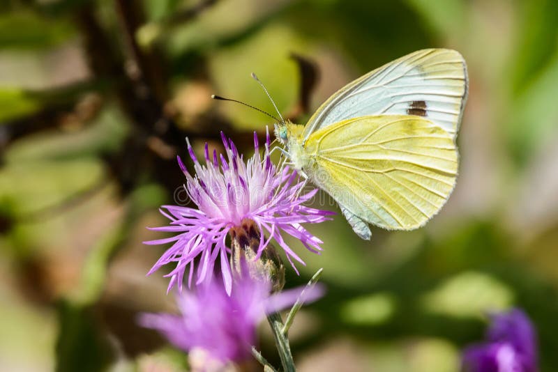 Small Cabbage White stock image. Image of european, europe - 71001491