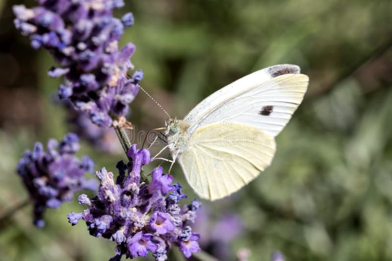 Cabbage white stock image. Image of violet, angustifolia - 122640247