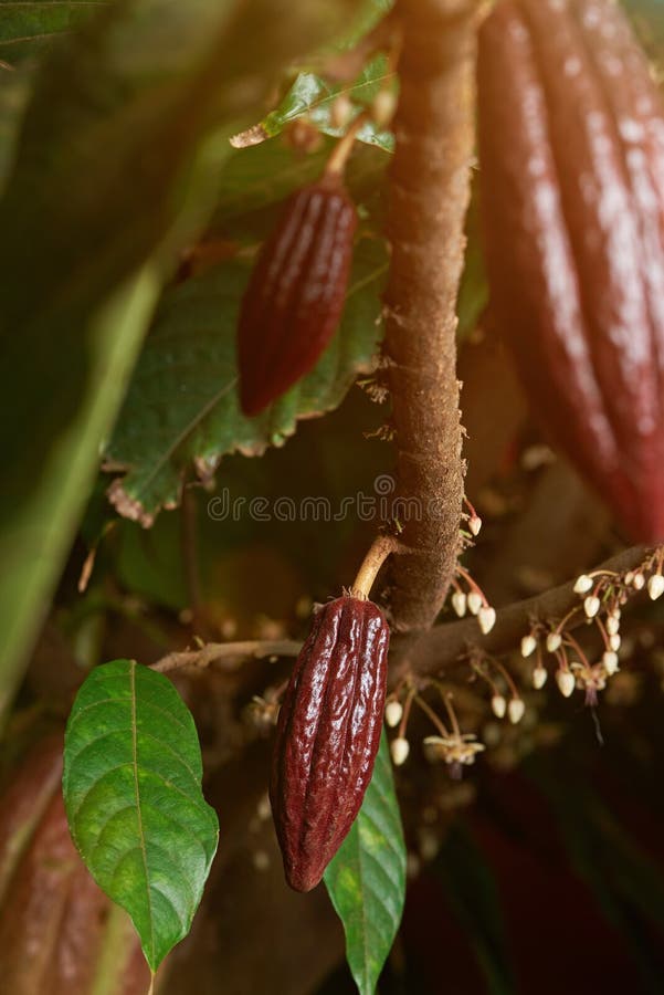 Small cacao fruit pod stock photo. Image of crop, green - 82319932